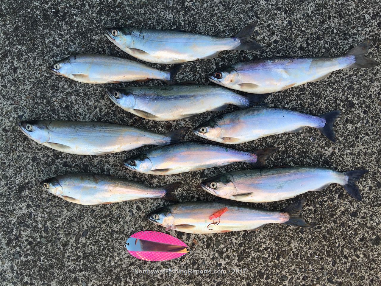Kachess Lake Report, Kittitas County, WA - NWFR