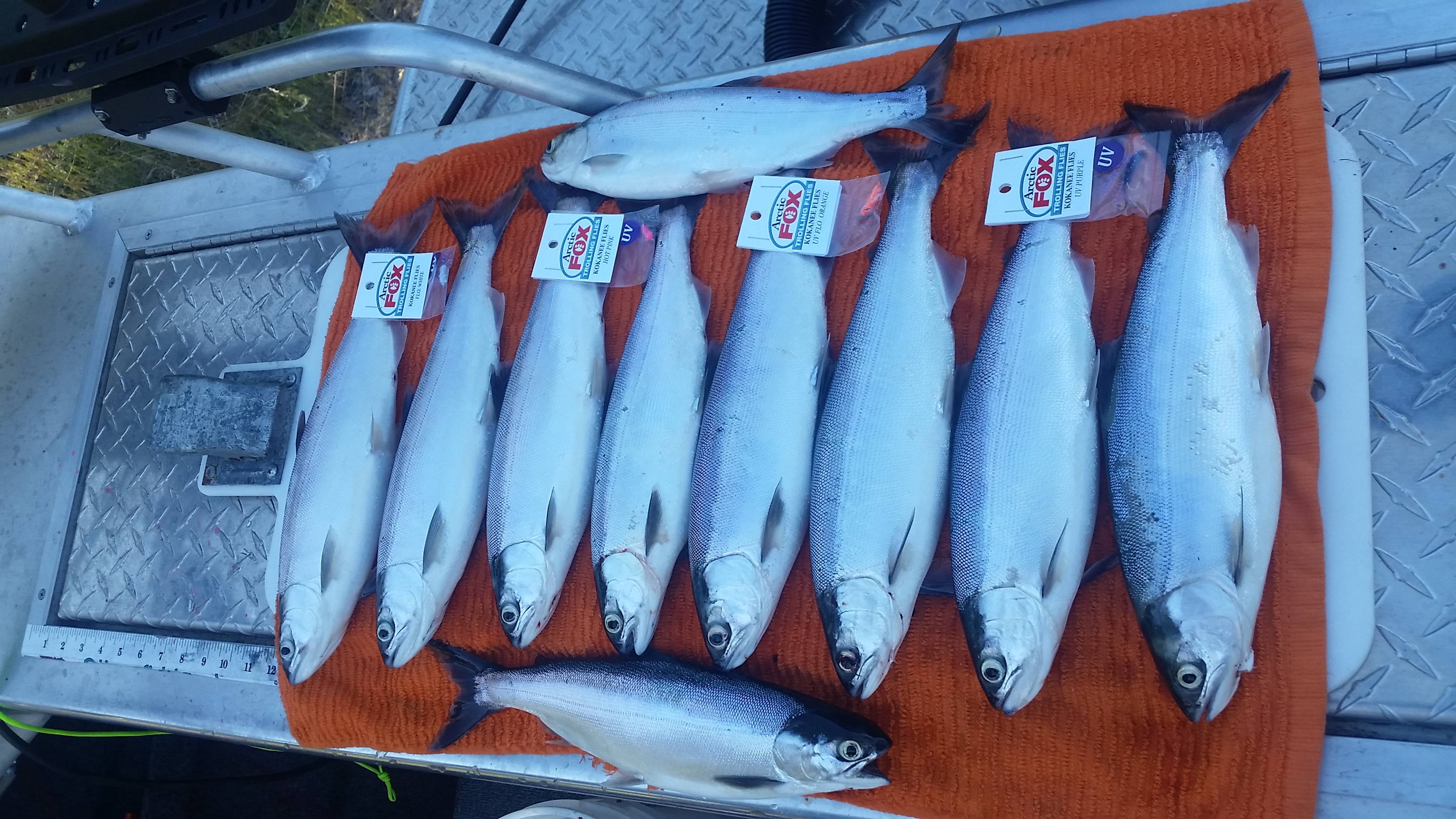Conconully Kokanee with Artic Fox Trolling Flies - NWFR