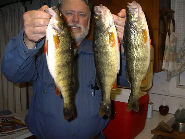 Lake Washington Perch Tips - NWFR