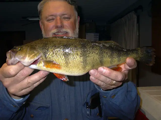 Lake Washington Perch Tips - NWFR