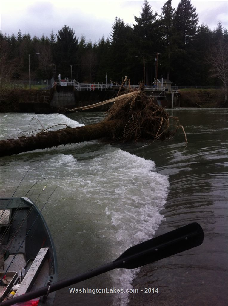 Wynoochee River Report, Grays Harbor County, WA - NWFR