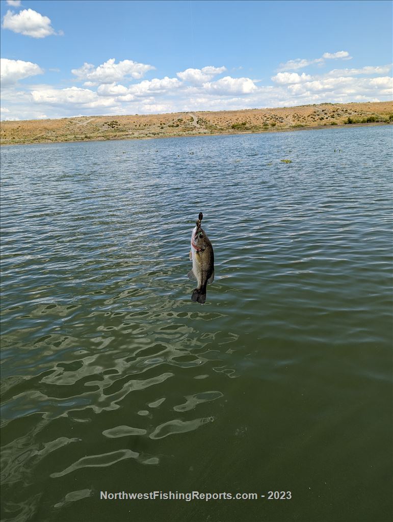 Potholes Lake Report, Grant County, WA - NWFR