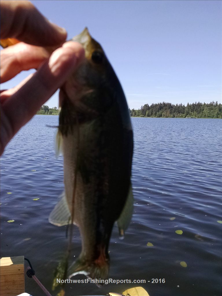 Terrell Lake Report, Whatcom County, WA - NWFR