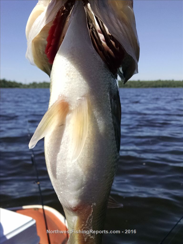 Terrell Lake Report, Whatcom County, WA - NWFR
