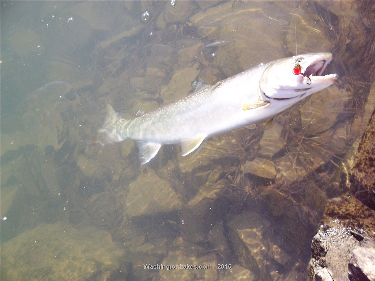 Rimrock Lake Report, Yakima County, WA - NWFR