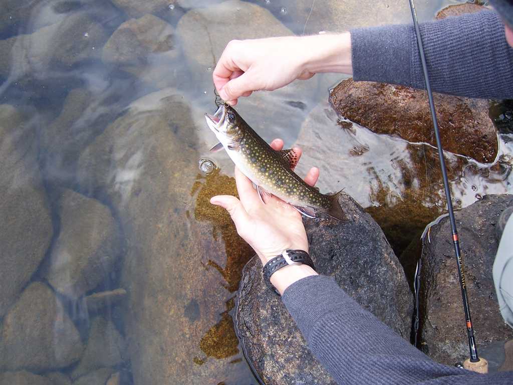 Tiffany Lake Report, Okanogan County, WA - NWFR