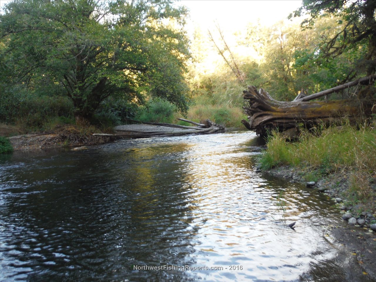 East Fork Satsop River Report, Grays Harbor County, WA - NWFR