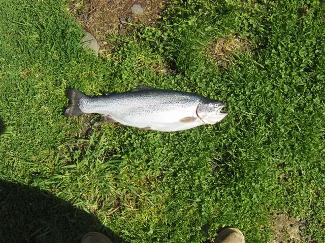 Failor Lake Report, Grays Harbor County, WA - NWFR