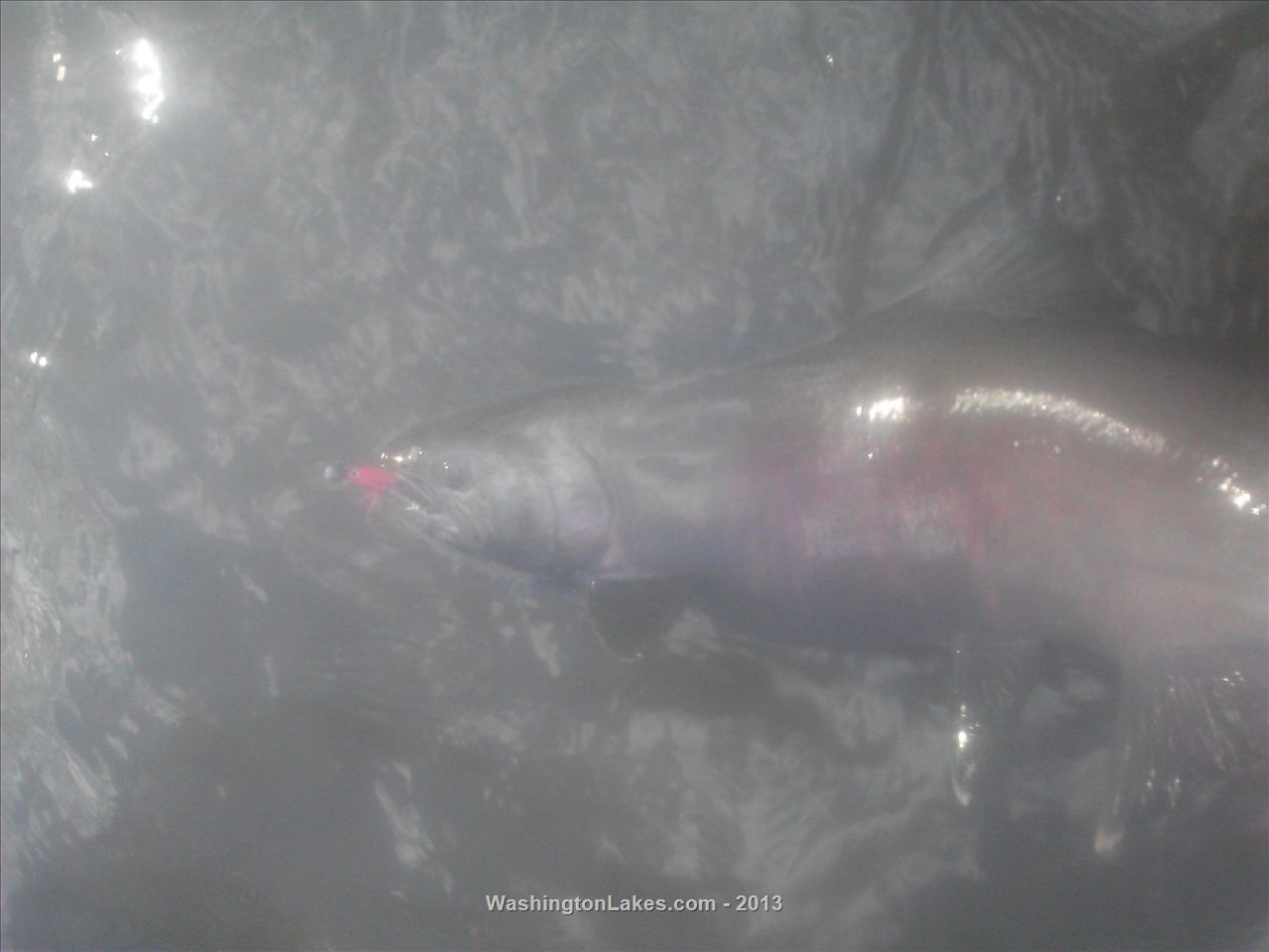 Pilchuck River Report, Snohomish County, WA - NWFR