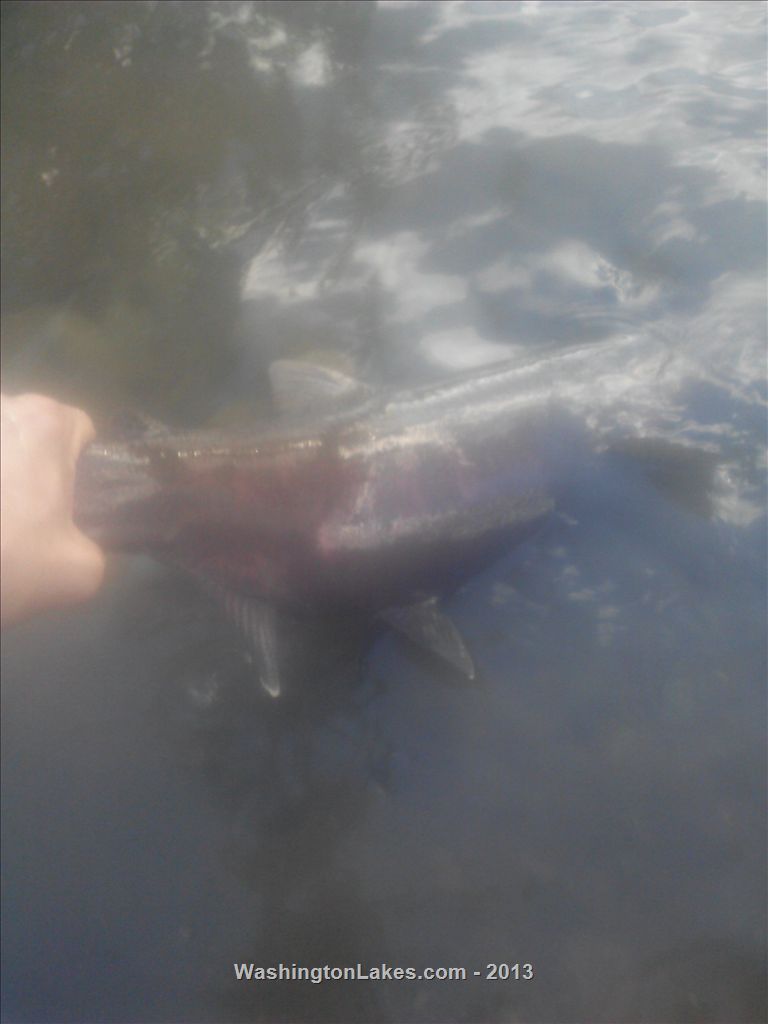 Pilchuck River Report, Snohomish County, WA - NWFR