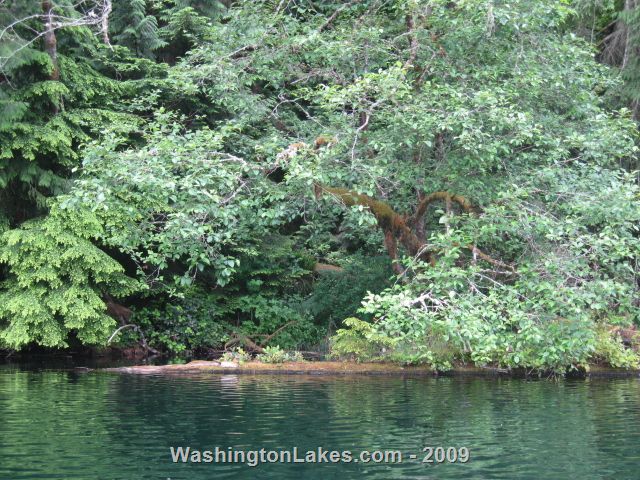 Langlois Lake Report, King County, WA - NWFR
