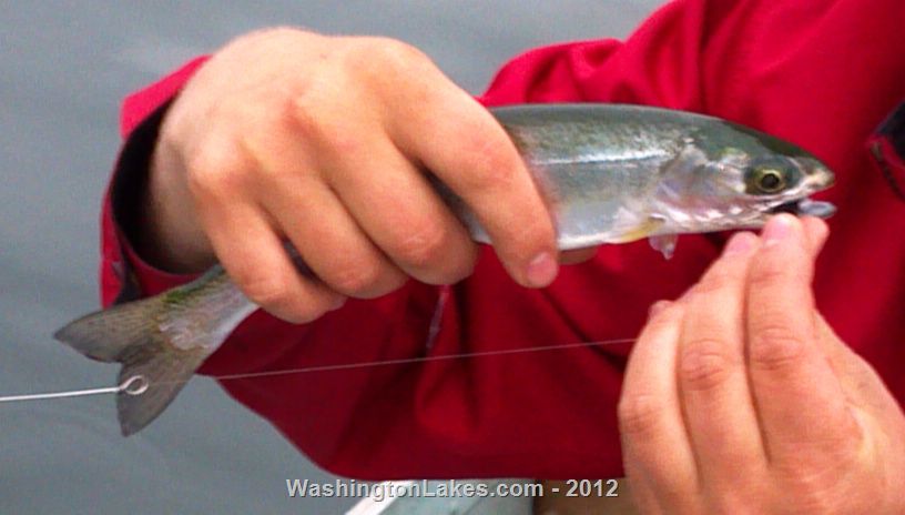 Spada Lake Report, Snohomish County, WA - NWFR