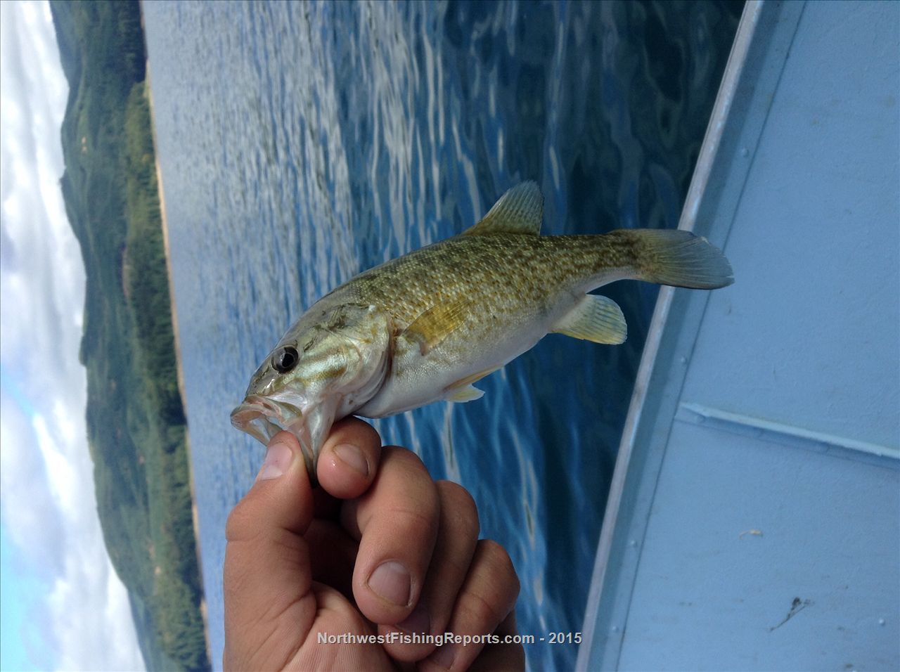 Riffe Lake Report, Lewis County, WA - NWFR