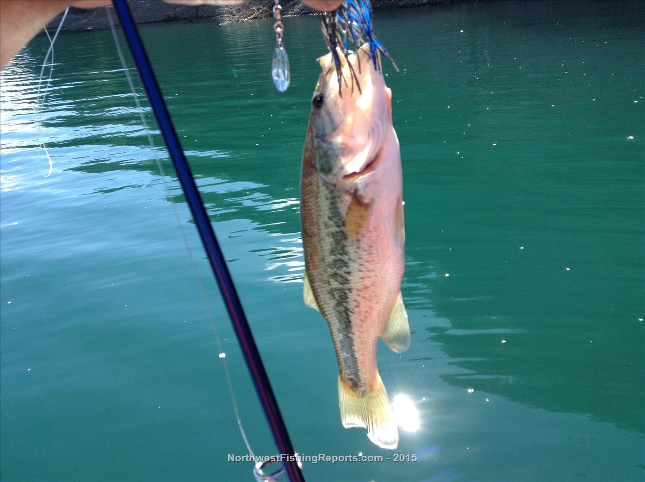 Riffe Lake Report, Lewis County, WA - NWFR