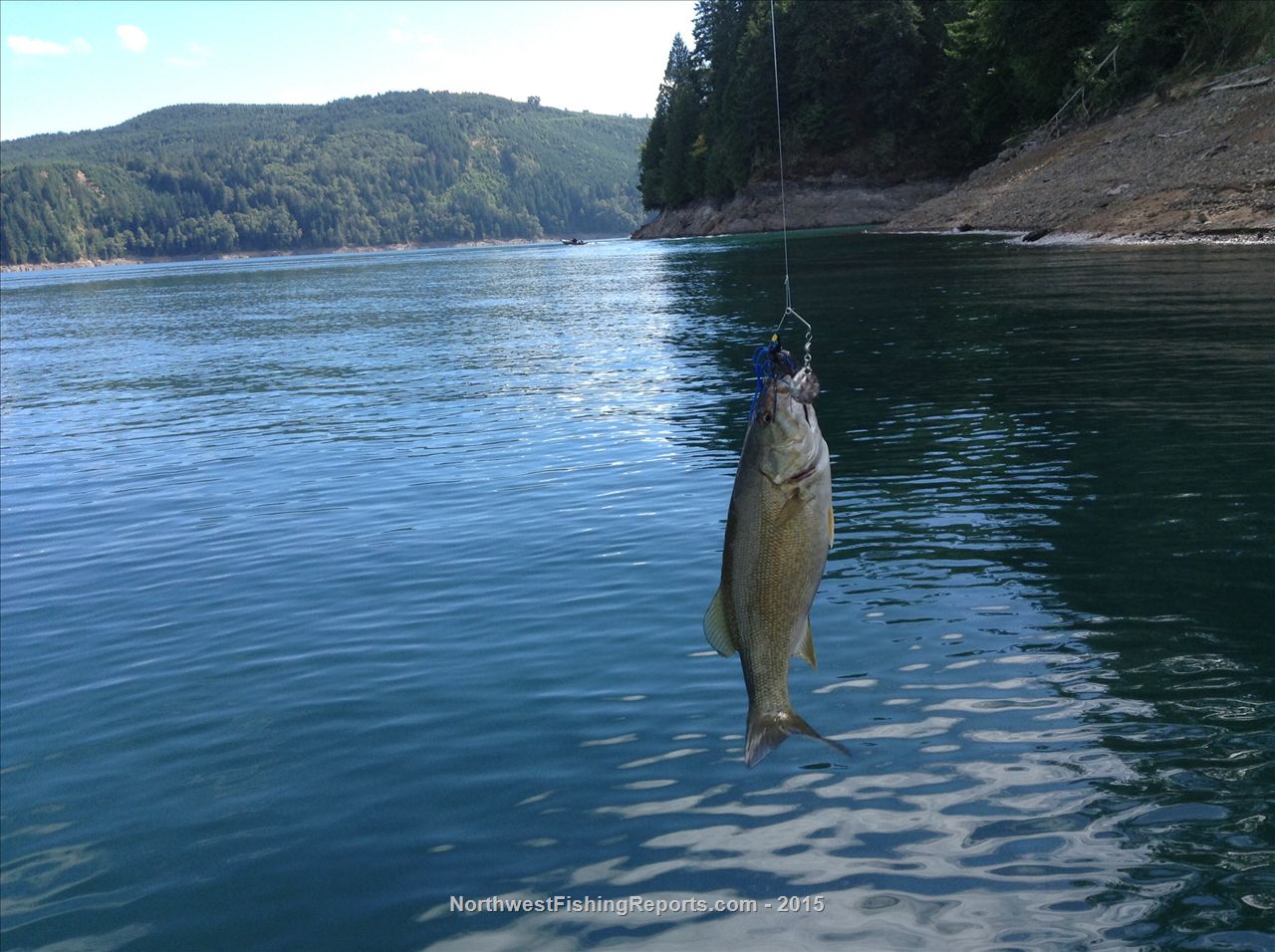 Riffe Lake Report, Lewis County, WA - NWFR