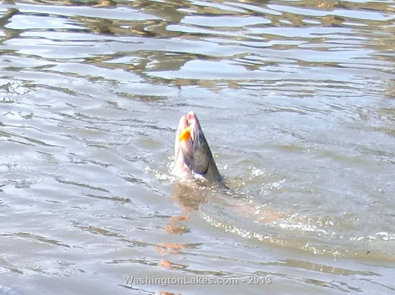Samish River Report, Skagit County, WA - NWFR