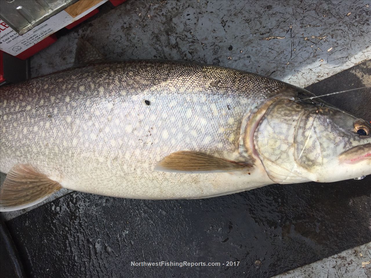 Cle Elum Lake Report, Kittitas County, WA - NWFR