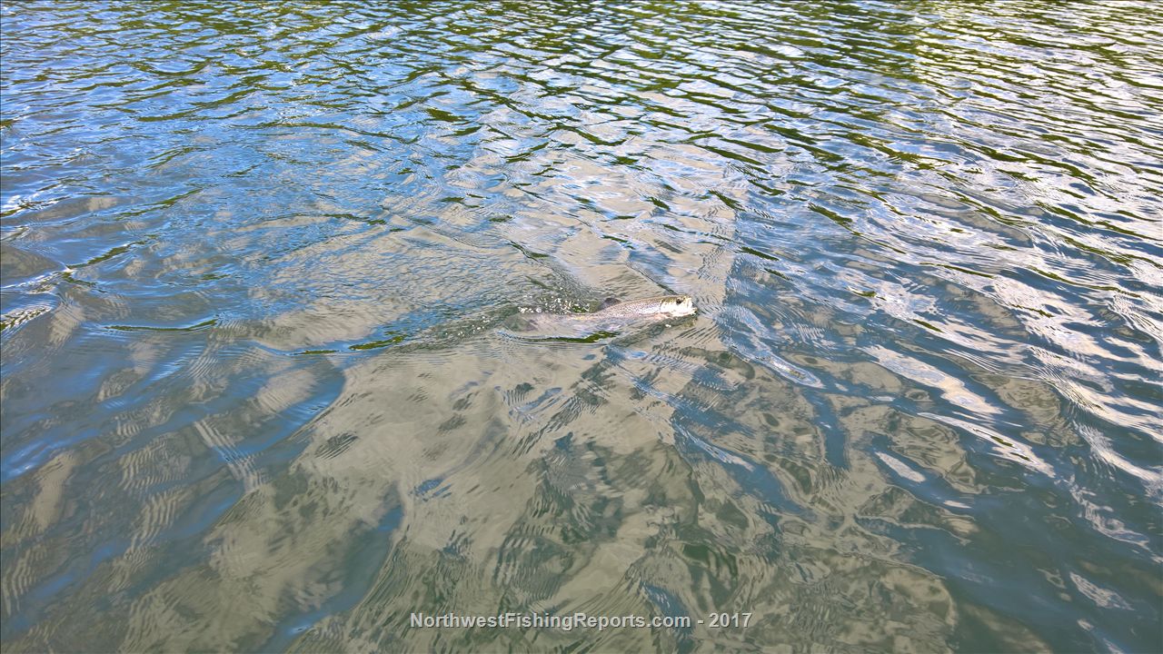 Langlois Lake Report, King County, WA - NWFR