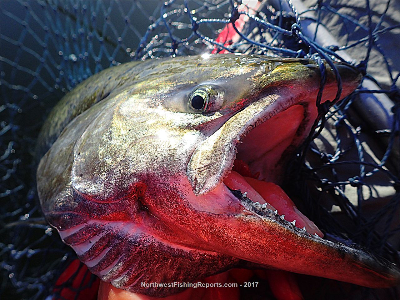 16 - Lake Pateros Report, Washington - NWFR
