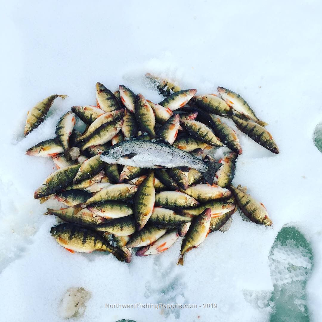 Cocolalla Lake Report, Bonner County, ID - NWFR