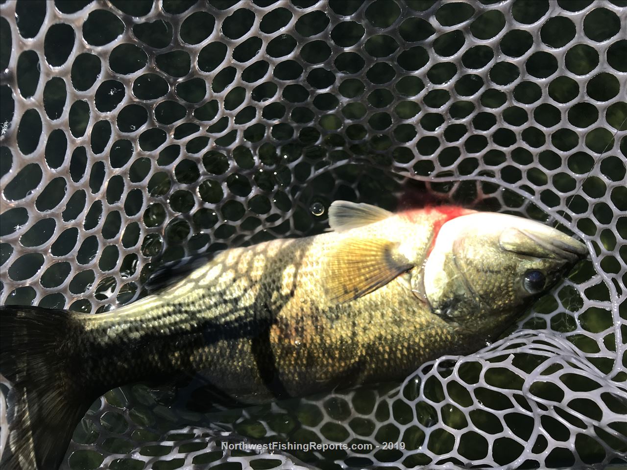 Pine Lake Report, King County, WA - NWFR
