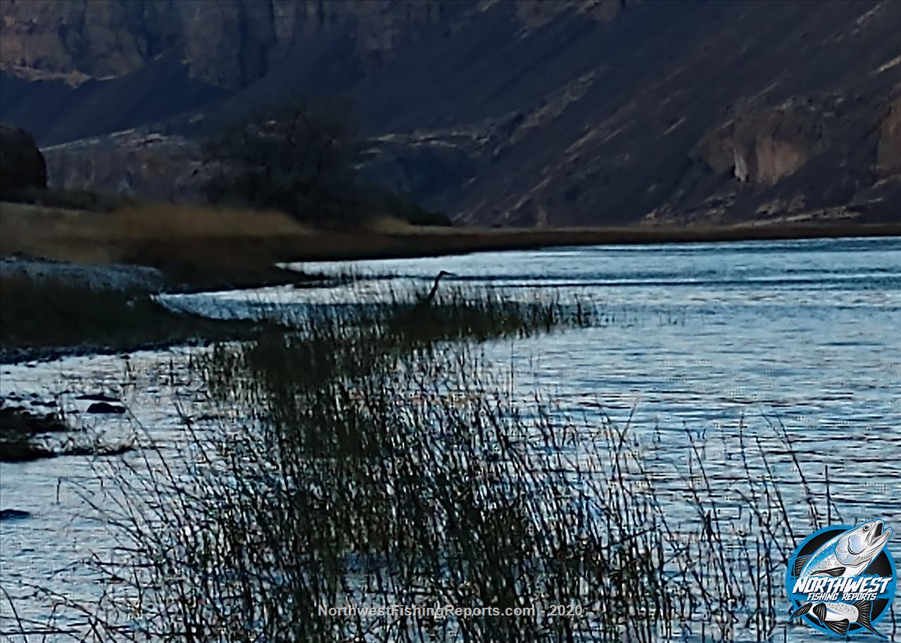 Lenore Lake Report, Grant County, WA - NWFR