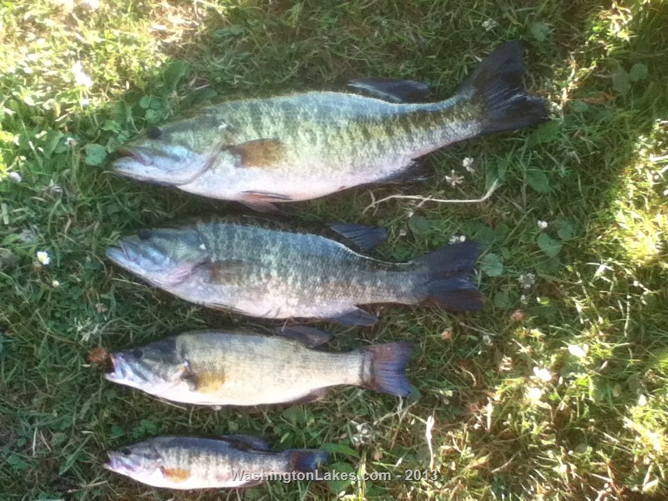 Tapps Lake Report, Pierce County, WA - NWFR