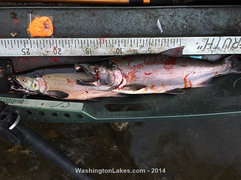 Humptulips River Report, Grays Harbor County, WA - NWFR