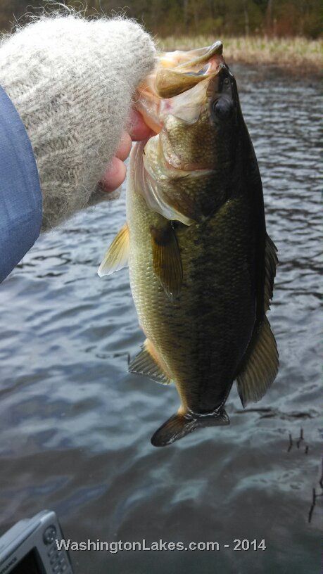 Terrell Lake Report, Whatcom County, WA - NWFR