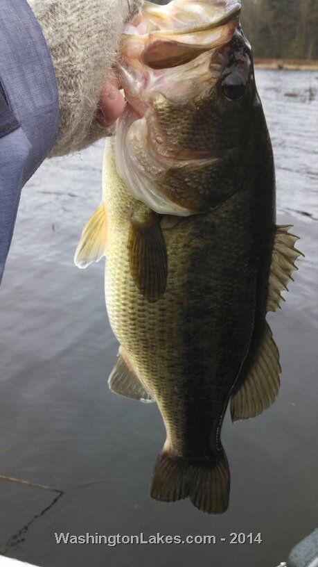 Terrell Lake Report, Whatcom County, WA - NWFR