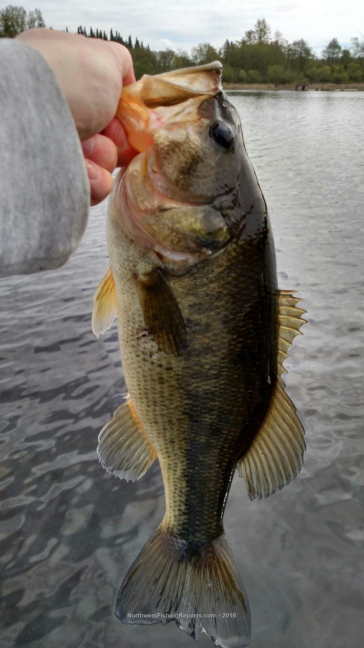 Terrell Lake Report, Whatcom County, WA - NWFR