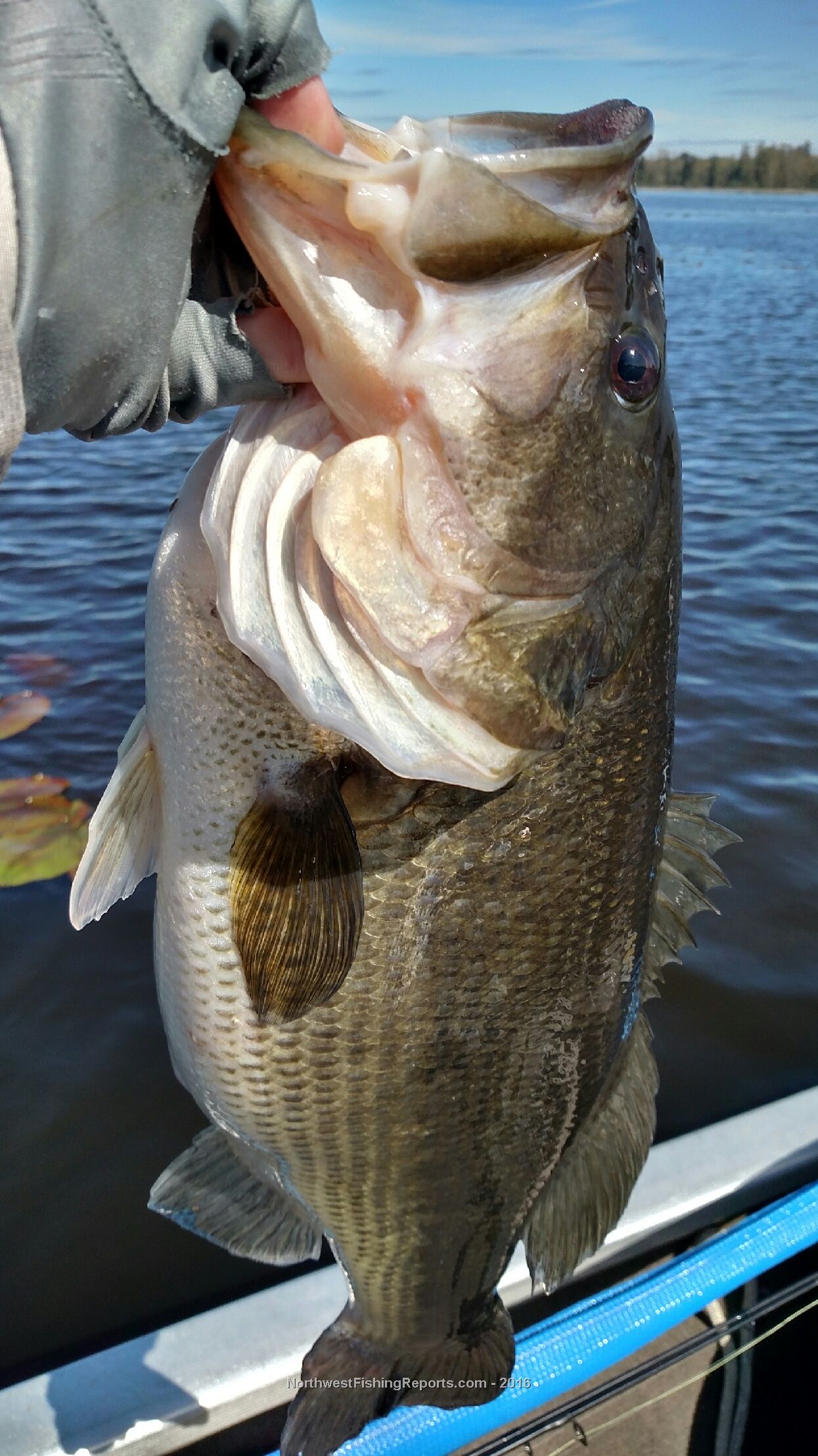 Terrell Lake Report, Whatcom County, WA - NWFR