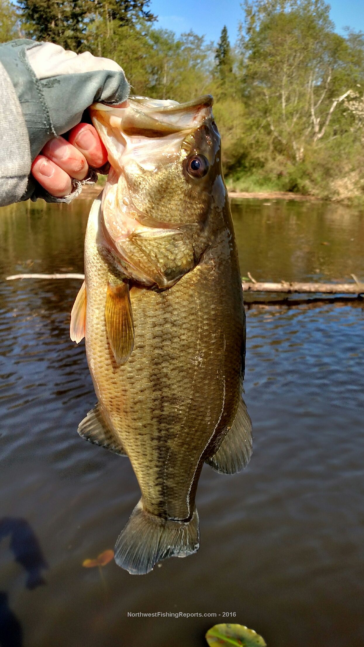 Terrell Lake Report, Whatcom County, WA - NWFR