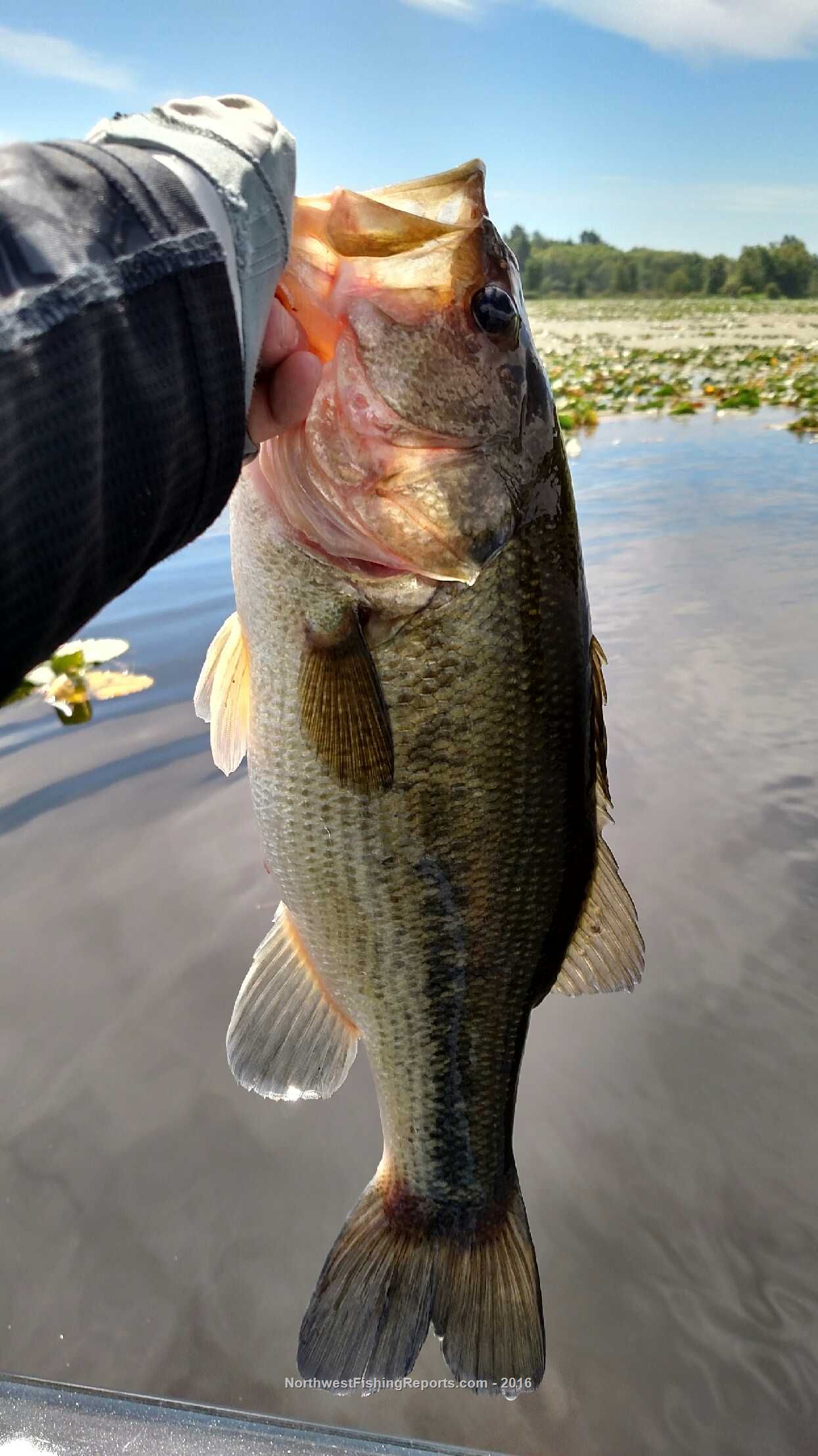 Terrell Lake Report, Whatcom County, WA - NWFR