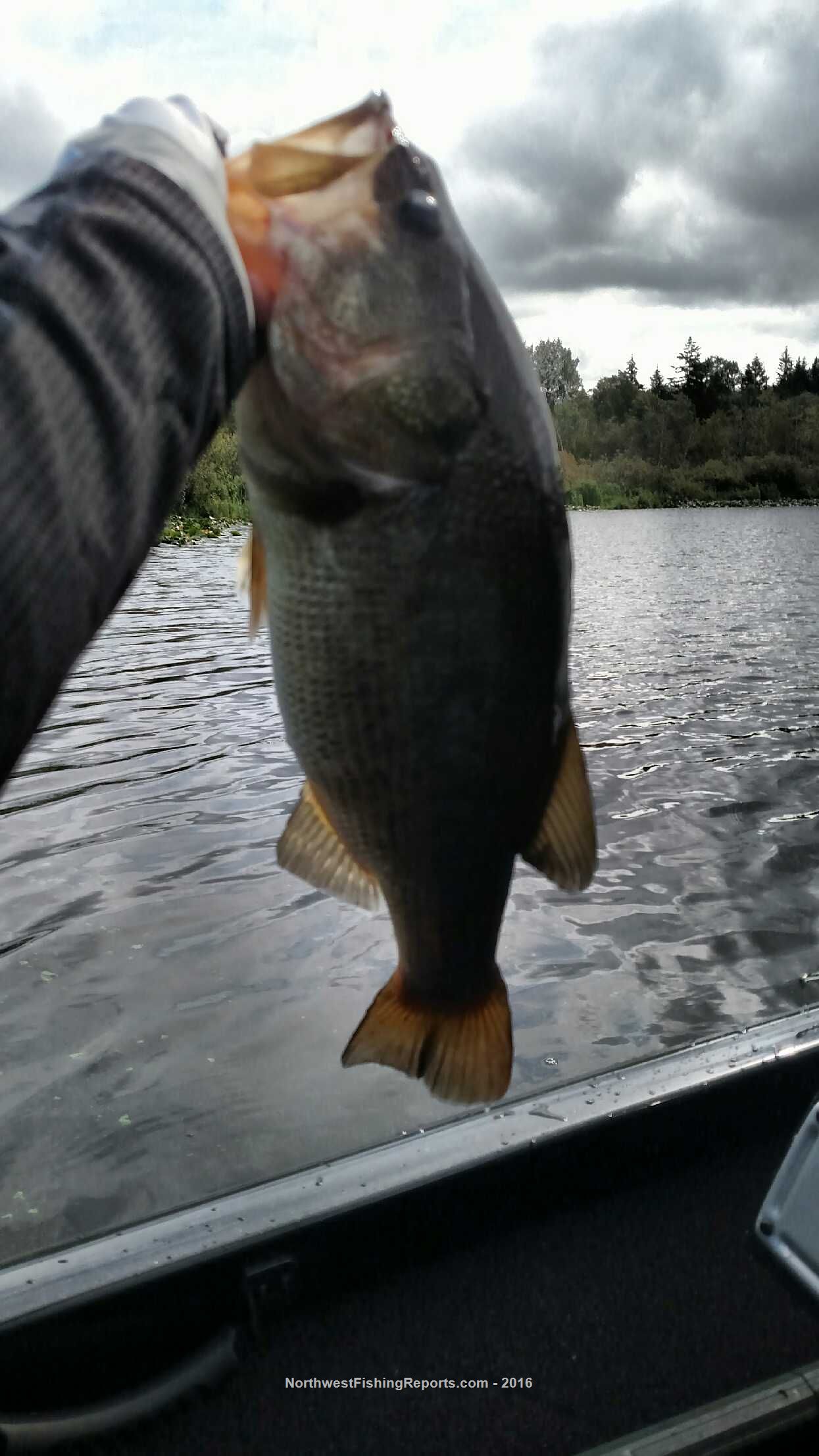 Fazon Lake Report, Whatcom County, WA - NWFR