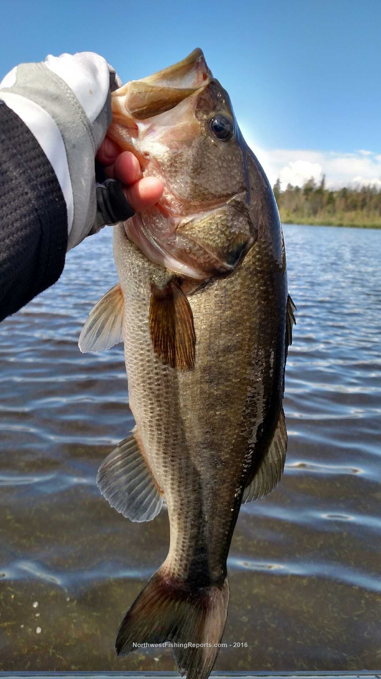 Fazon Lake Report, Whatcom County, WA - NWFR