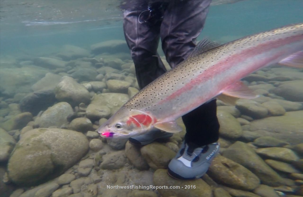Skykomish River Report, Snohomish County, WA - NWFR