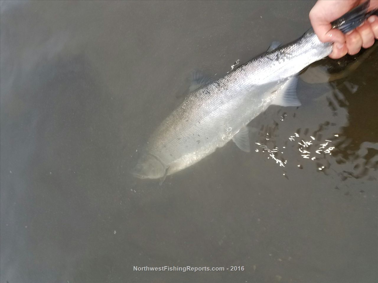 Samish River Report, Skagit County, WA - NWFR