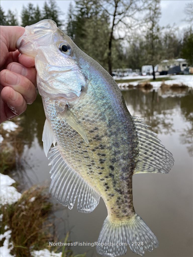 Silver Lake Report, Cowlitz County, WA - NWFR