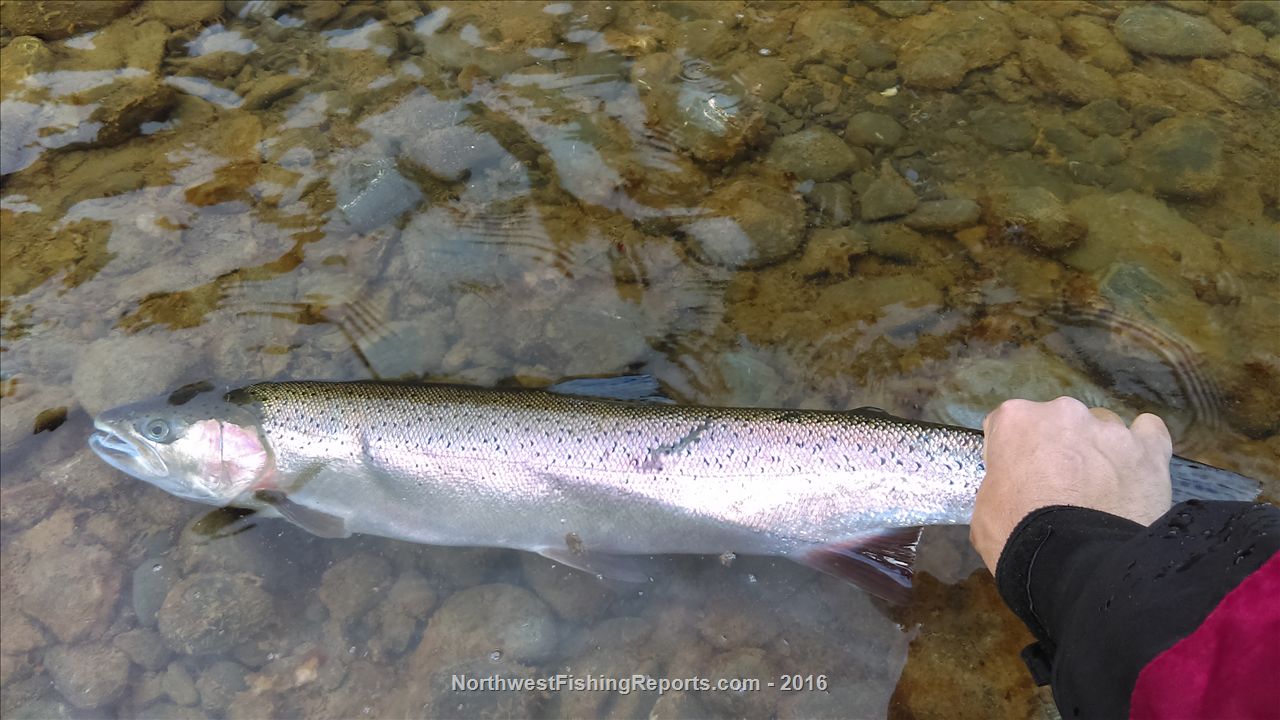 Wynoochee River Report, Grays Harbor County, WA - NWFR