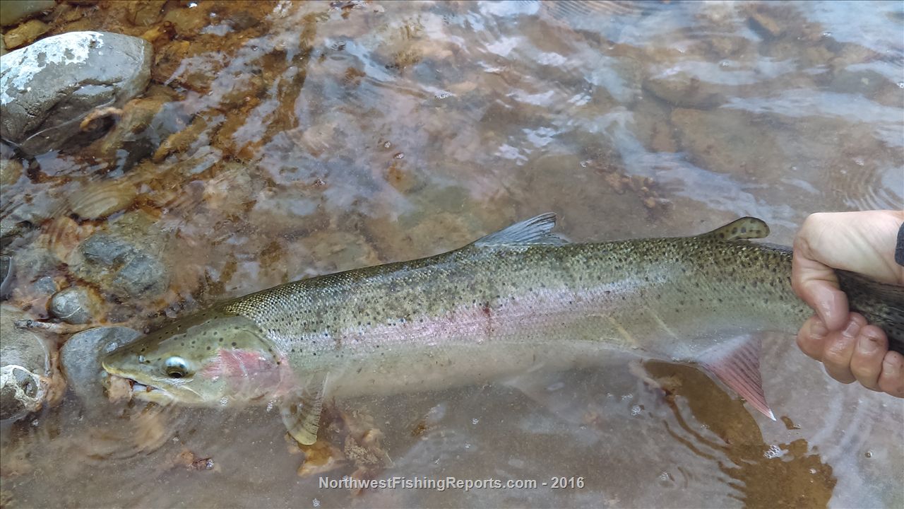 Wynoochee River Report, Grays Harbor County, WA - NWFR