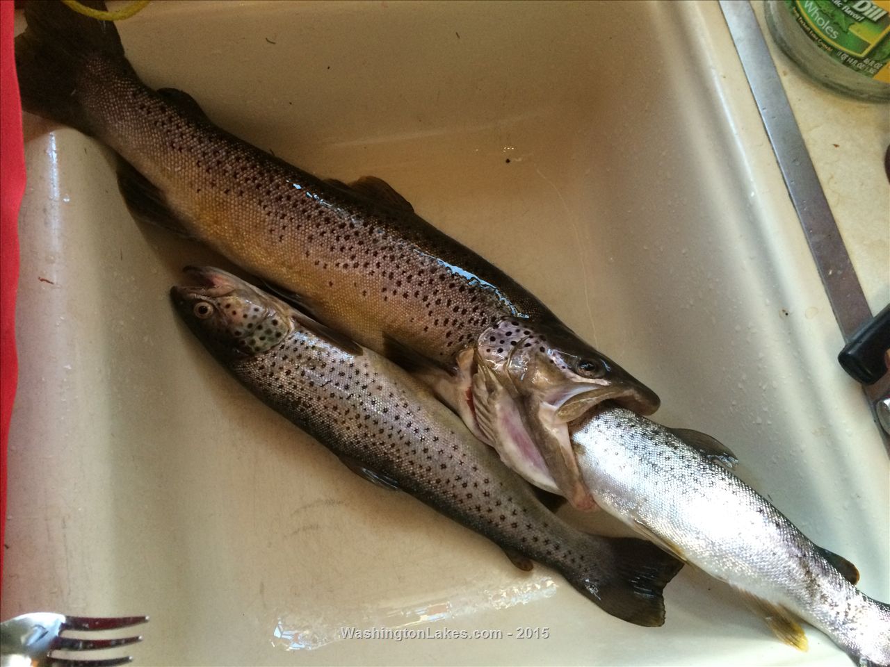 Rock Lake Report, Whitman County, WA - NWFR