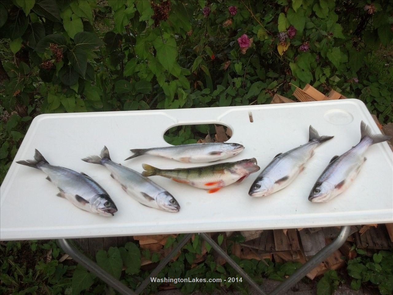 Samish Lake Report, Whatcom County, WA - NWFR