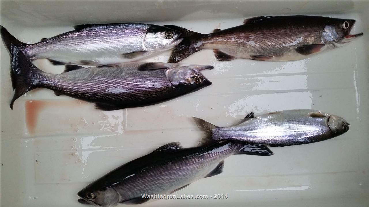 Samish Lake Report, Whatcom County, WA - NWFR