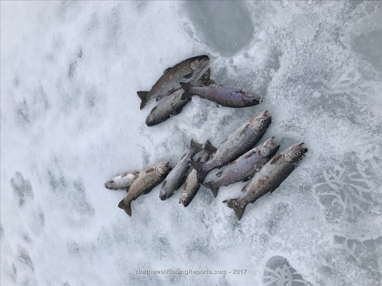 Curlew Lake Report, Ferry County, WA - NWFR