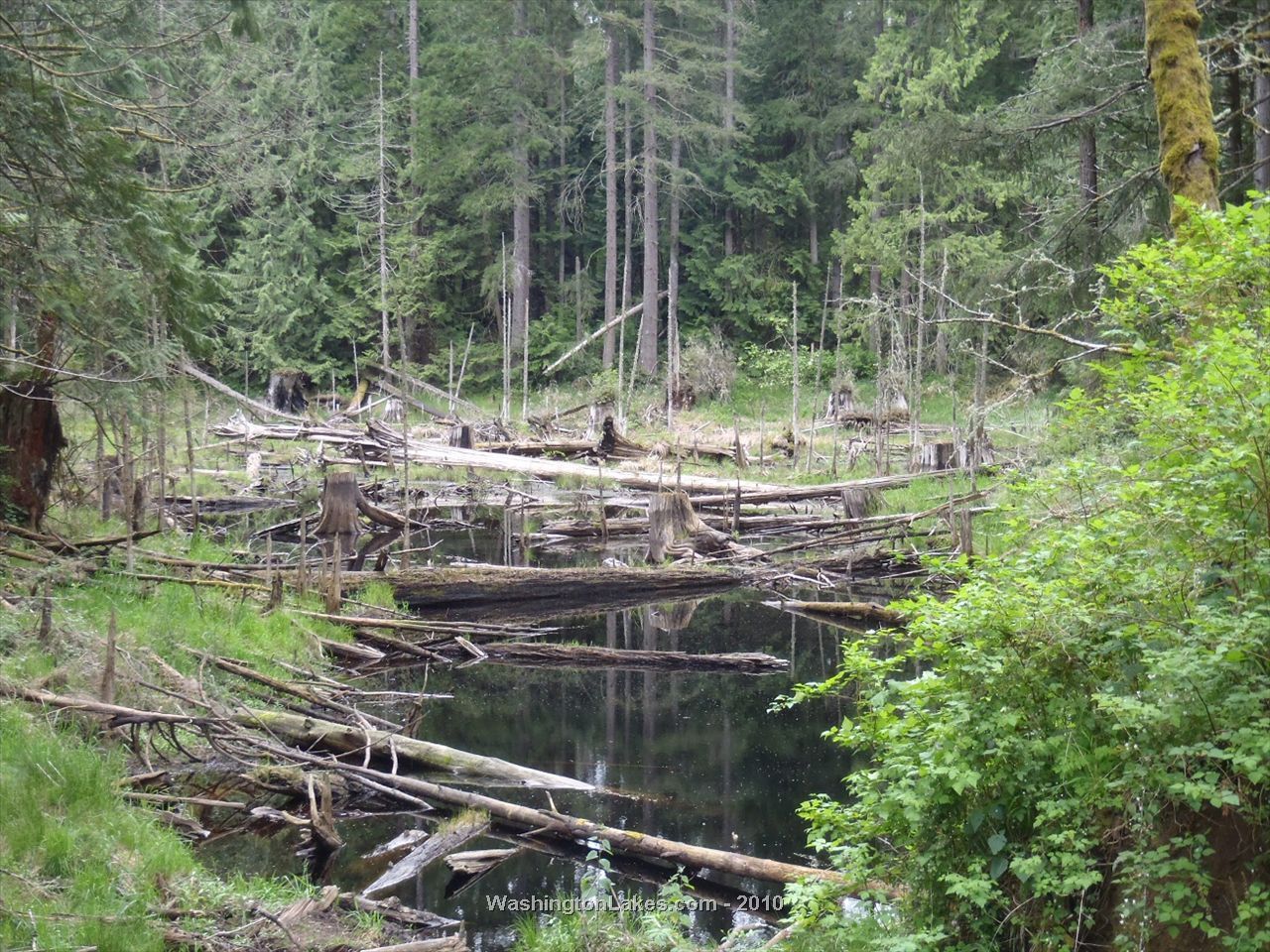 Cavanaugh Lake Report, Skagit County, WA - NWFR