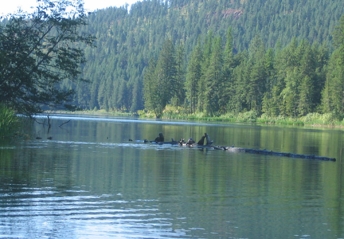 Pierre Lake Report, Stevens County, WA - NWFR