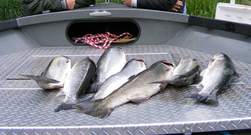Cowlitz River Report, Cowlitz County, WA - NWFR