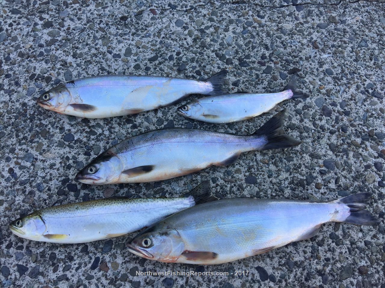 Samish Lake Report, Whatcom County, WA - NWFR