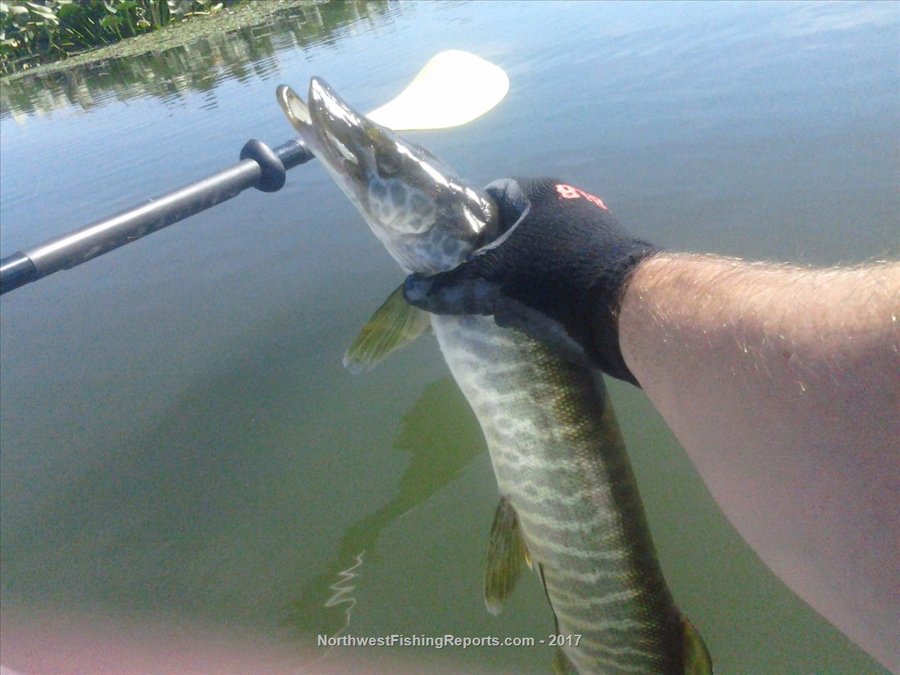 Newman Lake Report, Spokane County, WA - NWFR